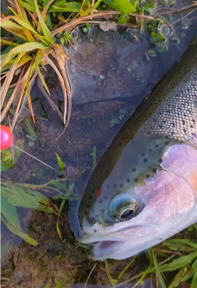 Steelhead – BNR Tackle