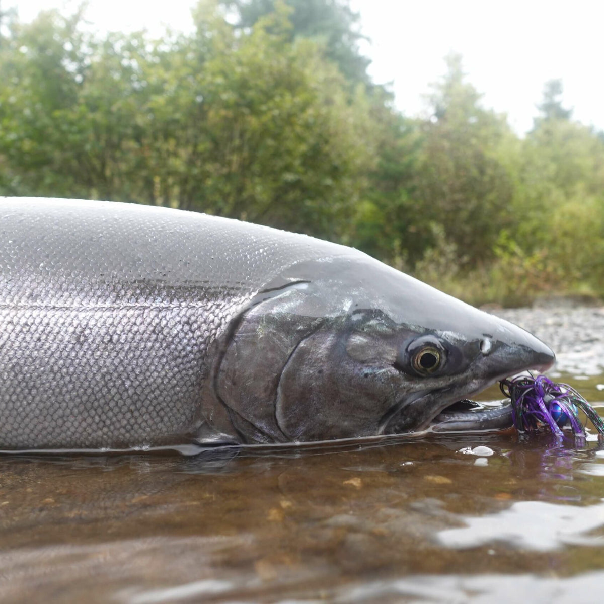 How to Use The Twitching Jig Method – BNR Tackle